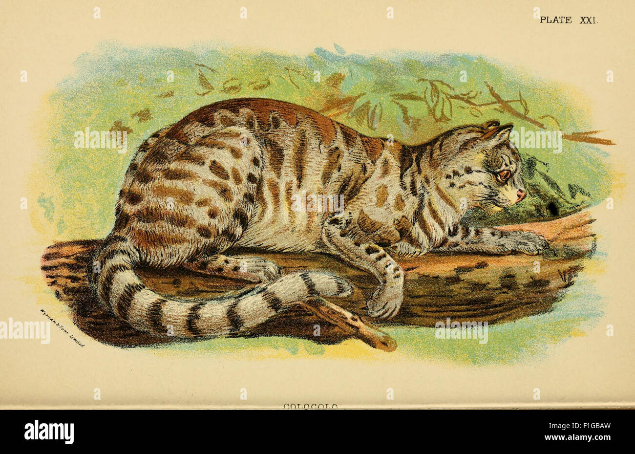 This handbook offers detailed information on carnivorous animals ...