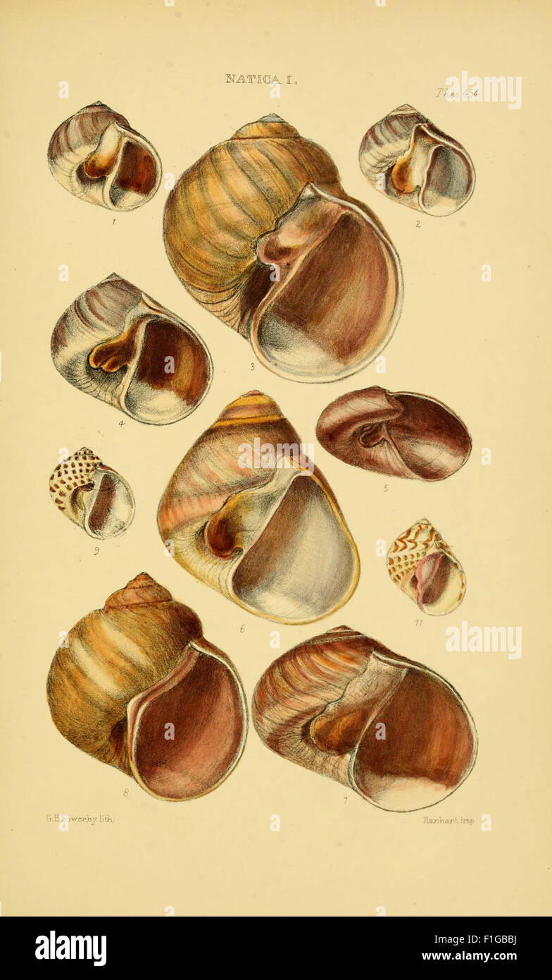 This work is a comprehensive catalog of shell genera, with detailed ...