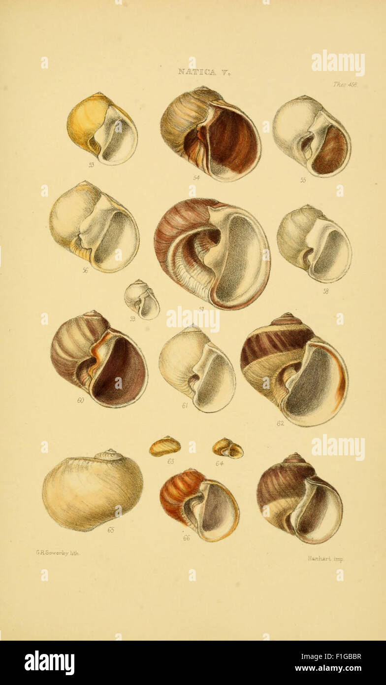 This monograph provides detailed illustrations and descriptions of ...