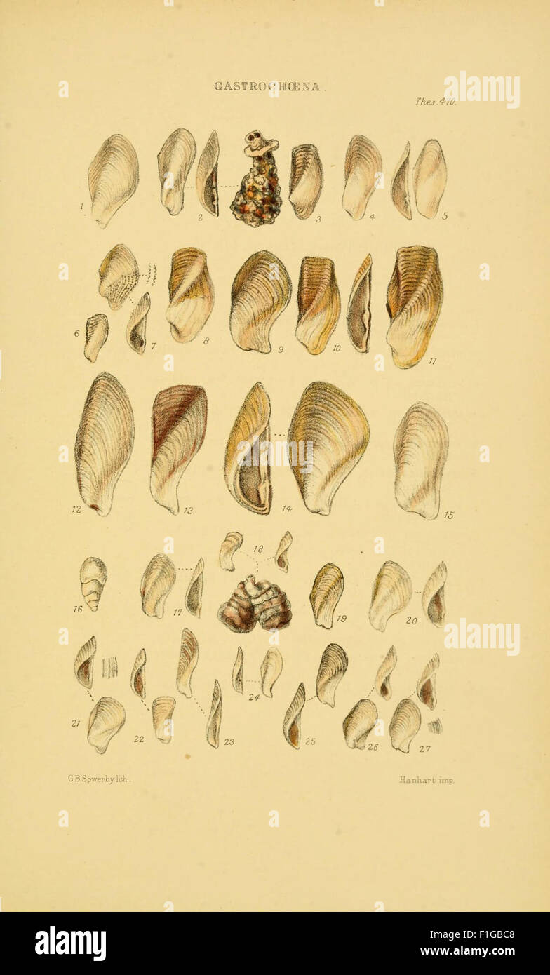 This monograph focuses on the genera of shells, providing detailed ...