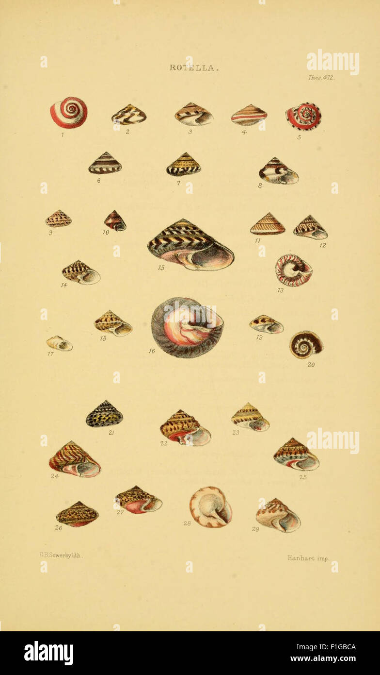 Mollusk identification guides hi-res stock photography and images - Alamy