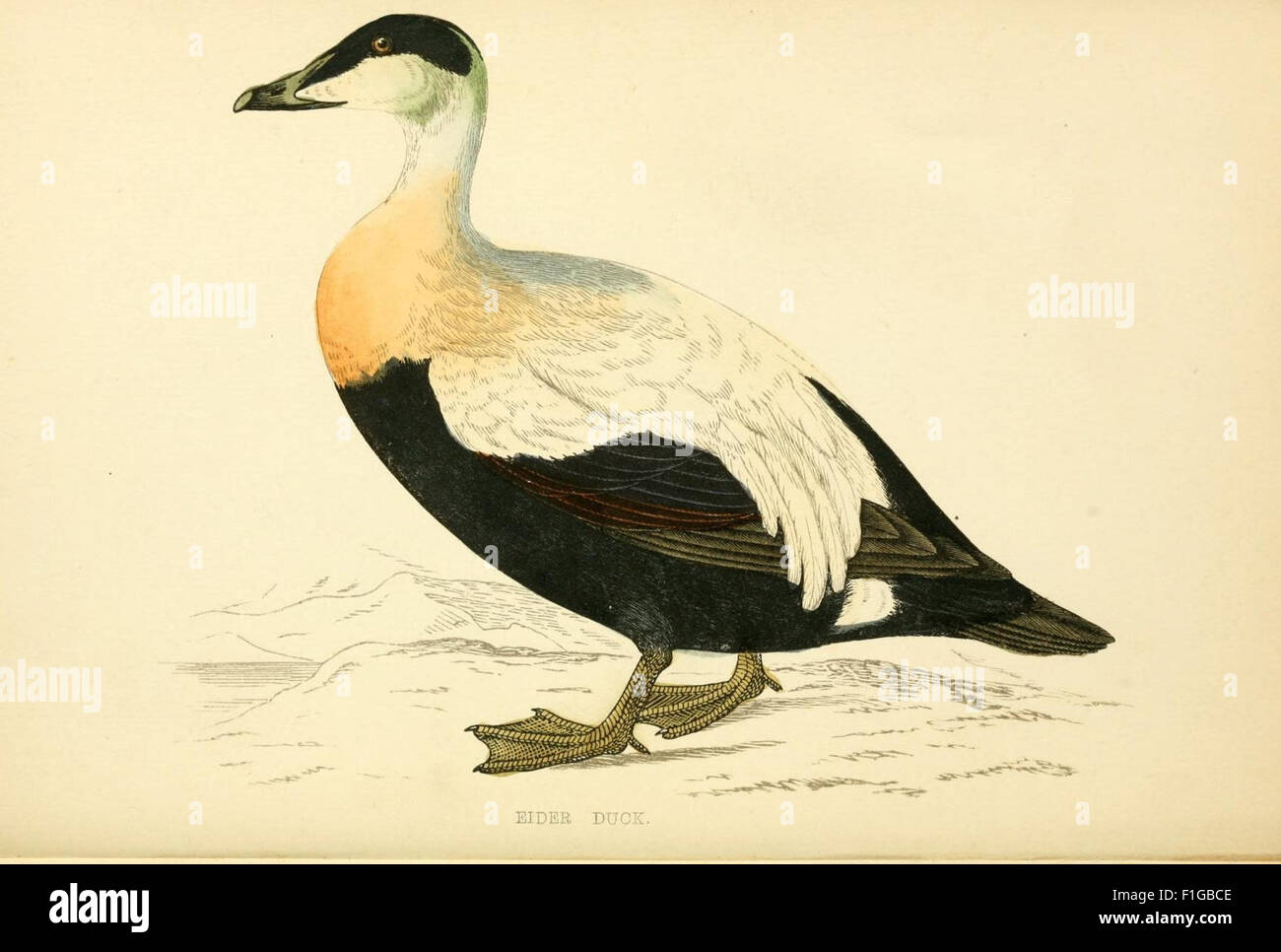 This work provides a detailed history of British bird species ...