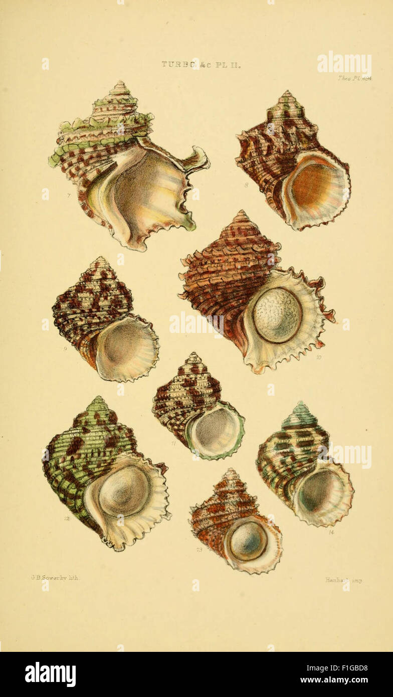 *Thesaurus Conchyliorum* is an in-depth monograph on the genera of ...