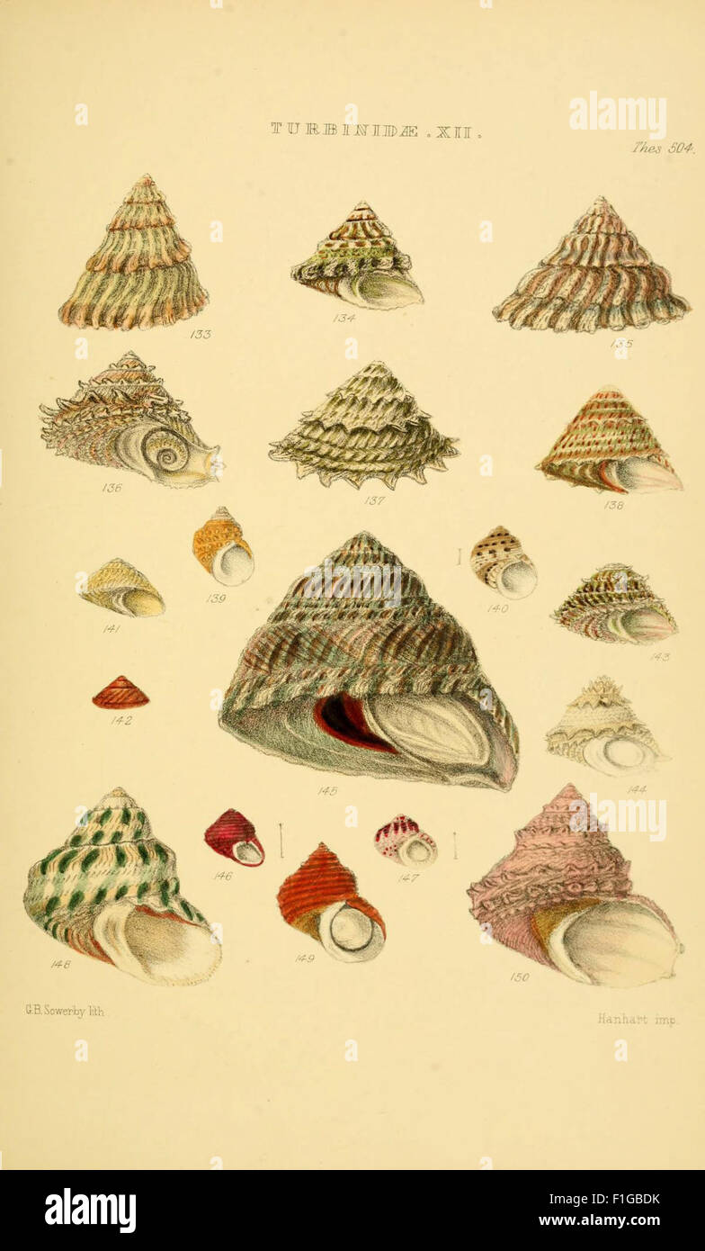 'Thesaurus Conchyliorum' is a comprehensive study of molluscan shells ...