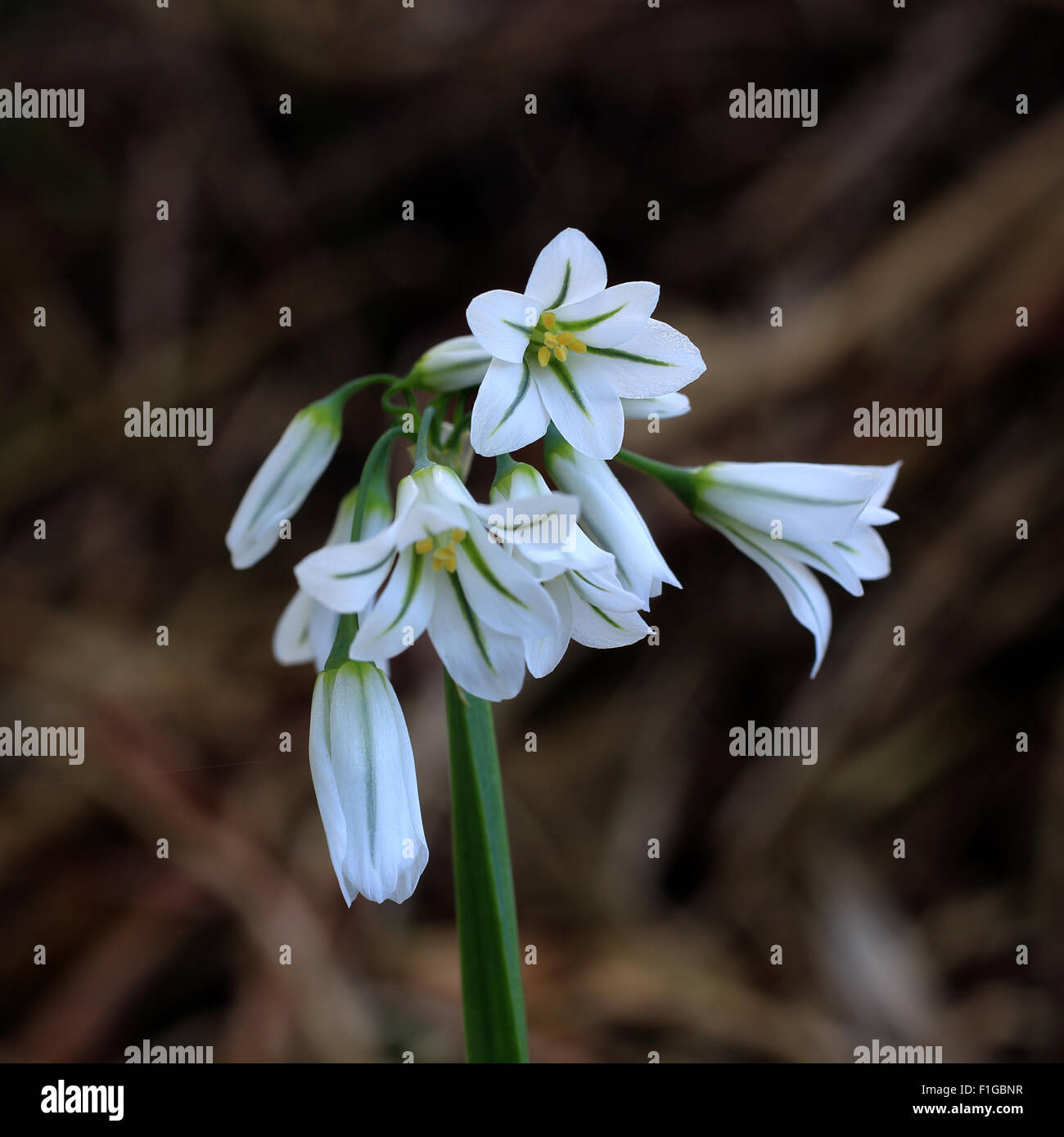 Allium triquetrum hi-res stock photography and images - Alamy