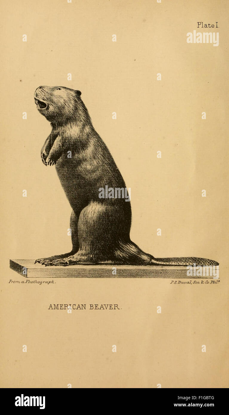 This book explores the life and behaviors of the American beaver ...