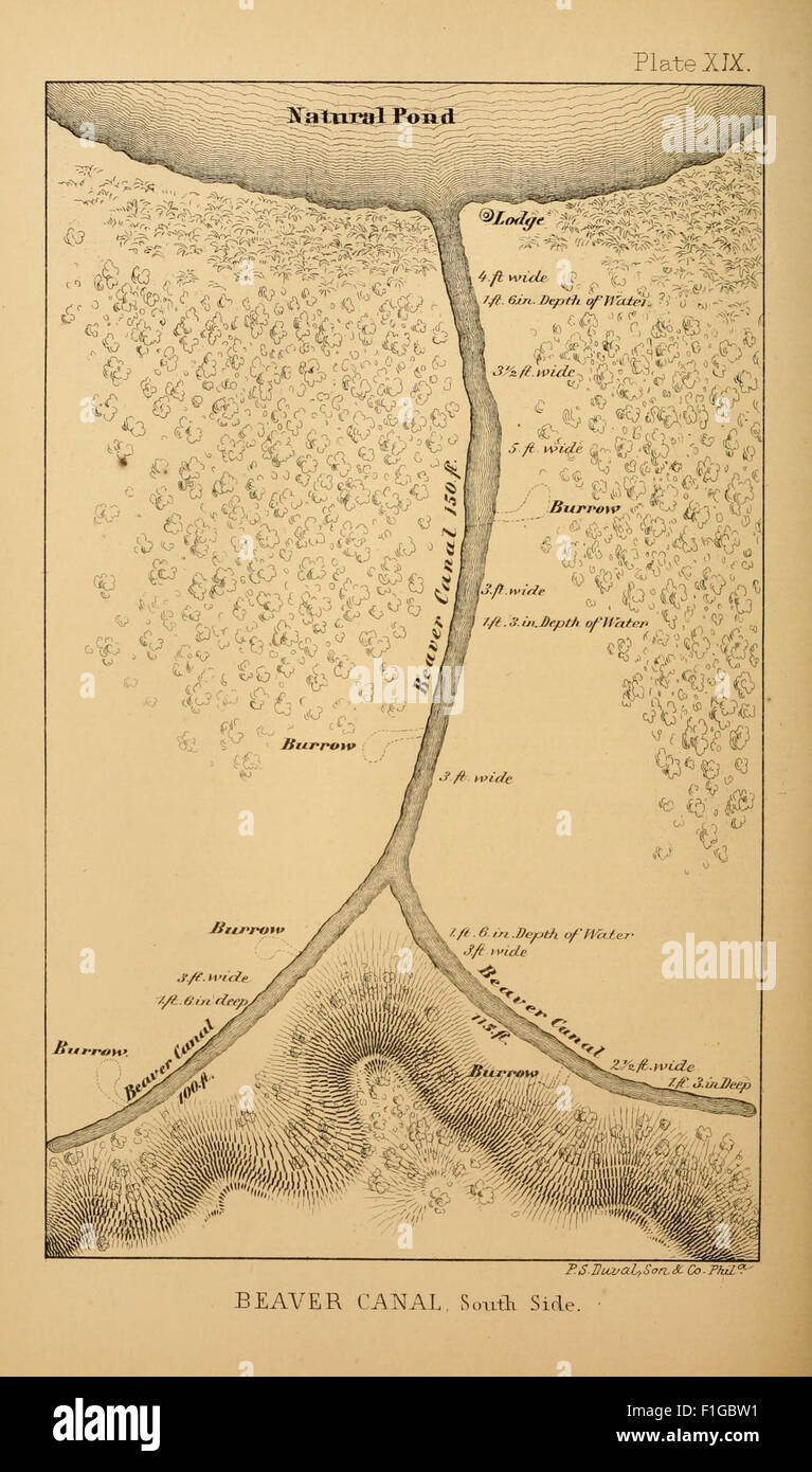 'The American Beaver and His Works' examines the behavior and ...