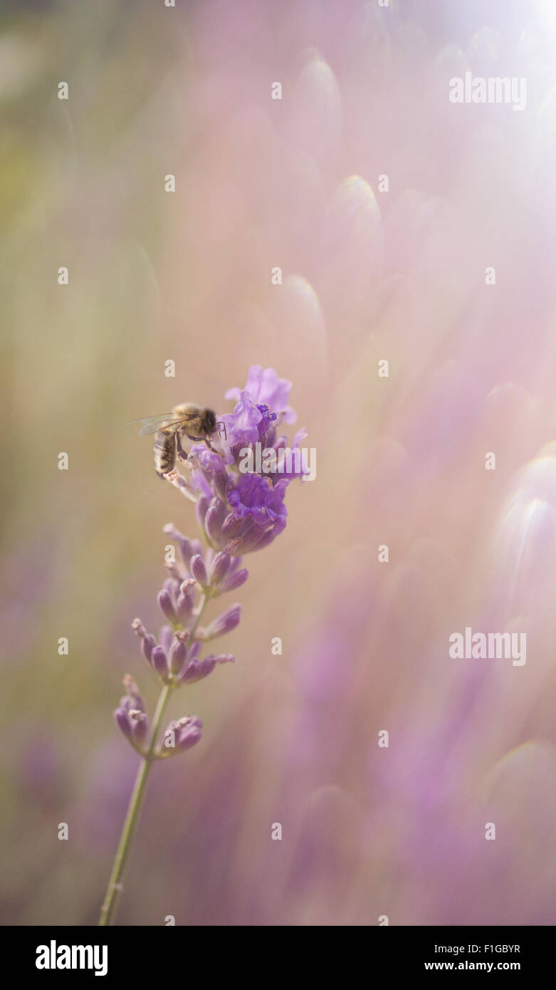 Romantic background with a bee in a lavender field Stock Photo - Alamy