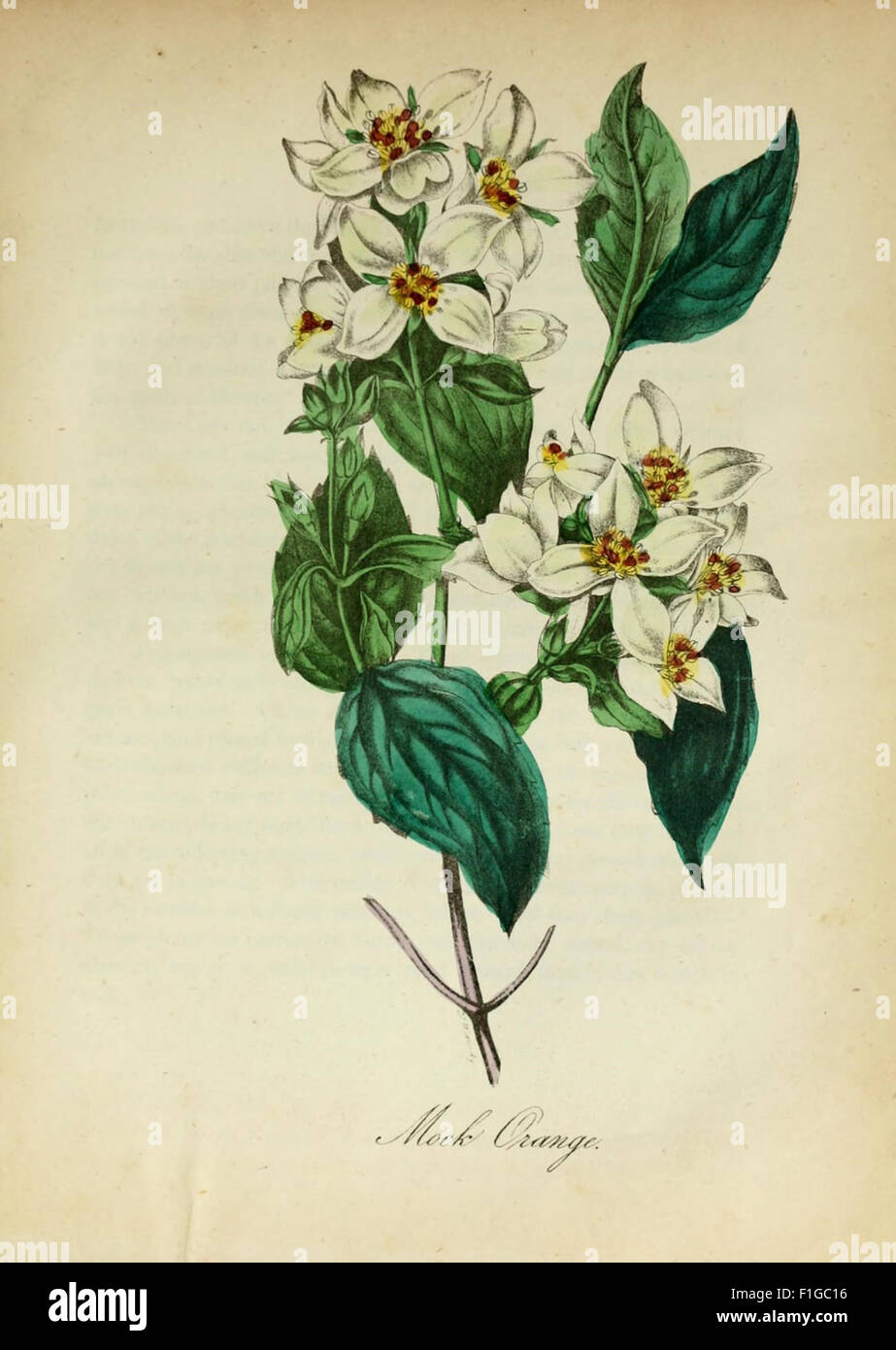 'The American Flora' focuses on the native plants of North America ...
