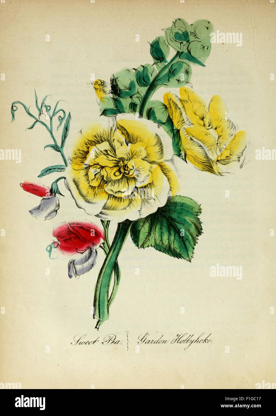 *The American Flora* offers detailed illustrations and descriptions of ...