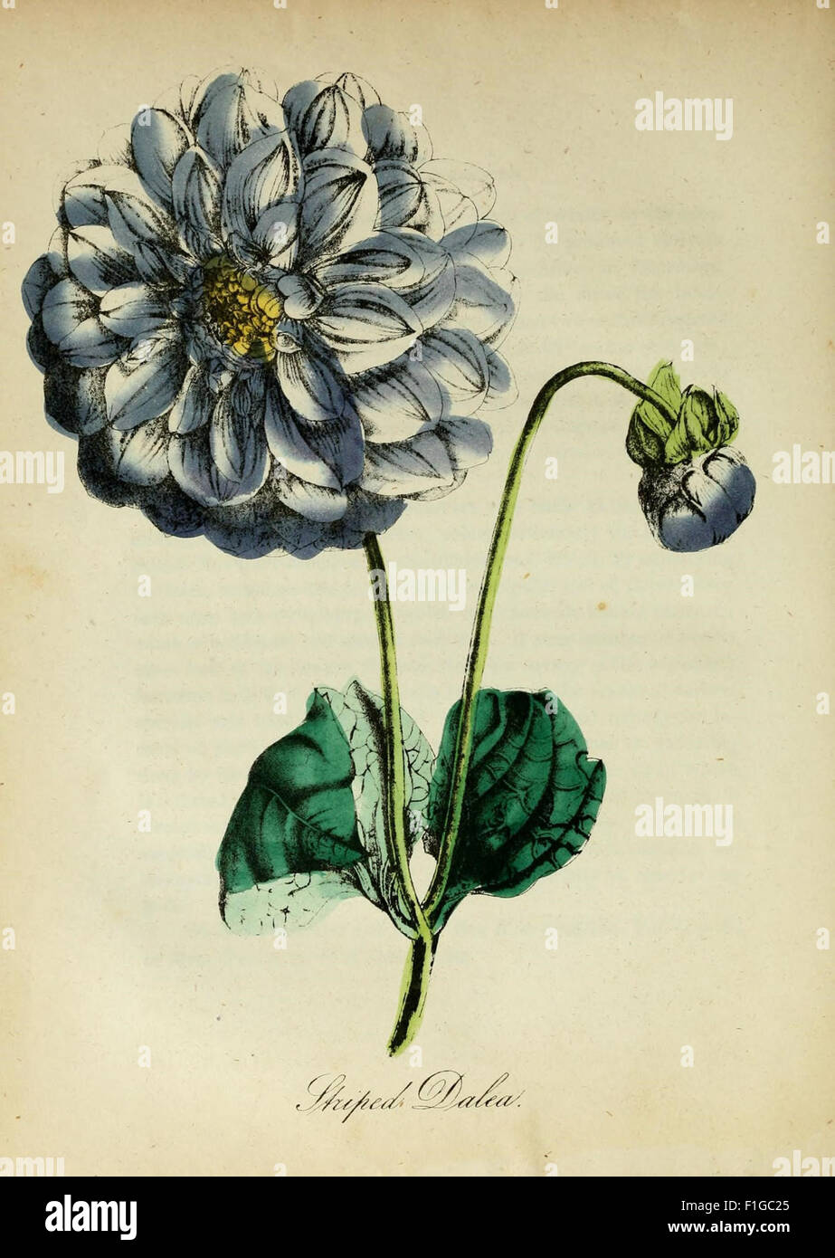 'The American Flora' showcases illustrations of North American plants ...