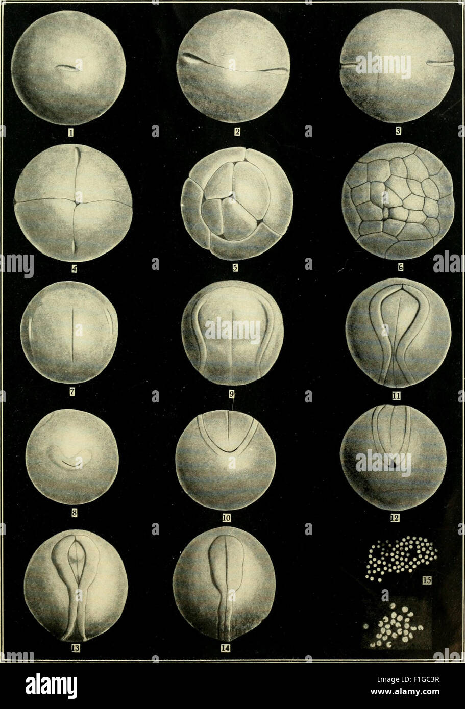 The American journal of anatomy (1901 Stock Photo - Alamy