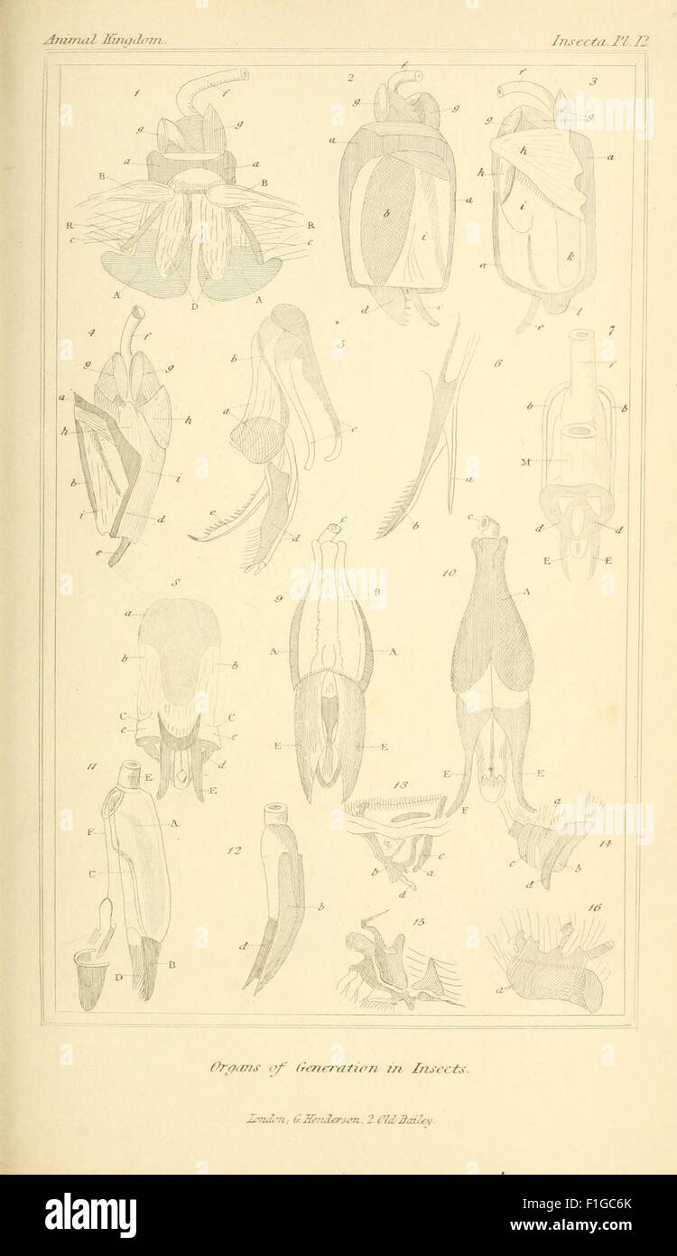 'The Animal Kingdom' organizes animals according to their structure and ...