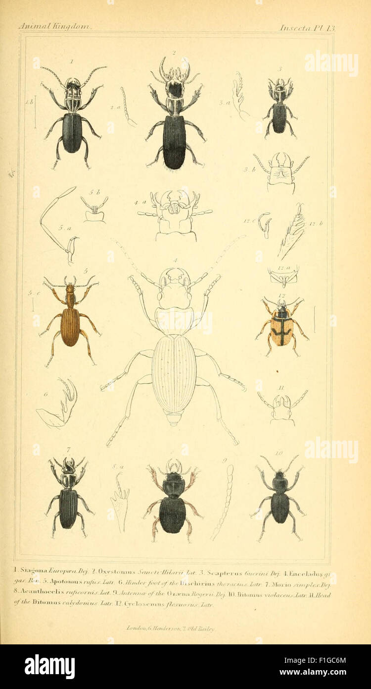 This historical work organizes animals based on their classification ...