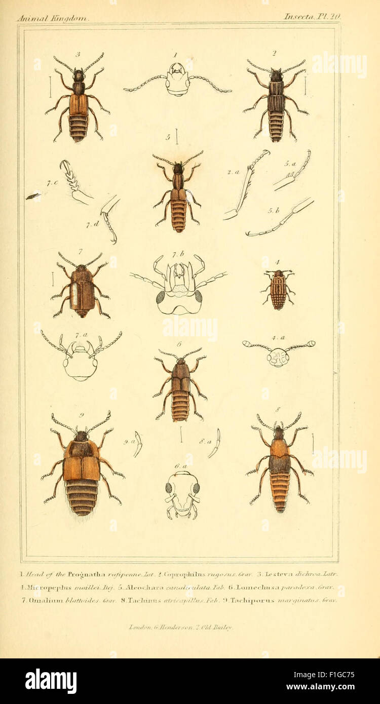 This illustration comes from a foundational natural history book, 'The ...