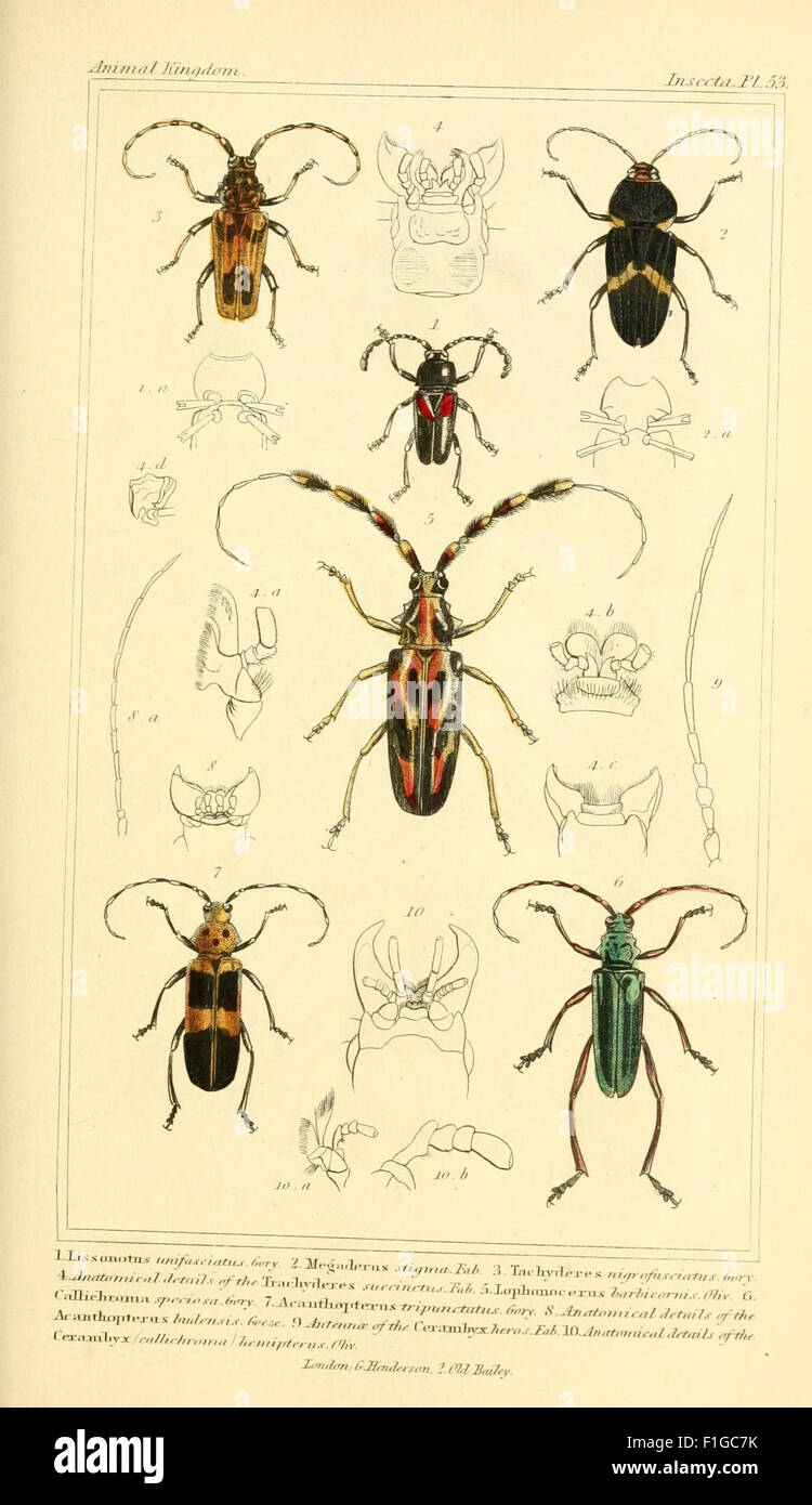 This work on animal classification serves as a foundation for ...
