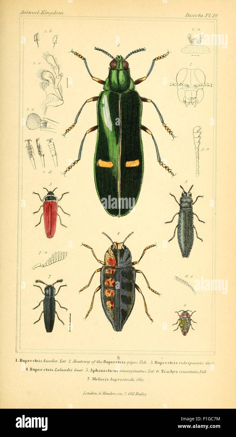 This classic zoological work presents the classification of animal ...