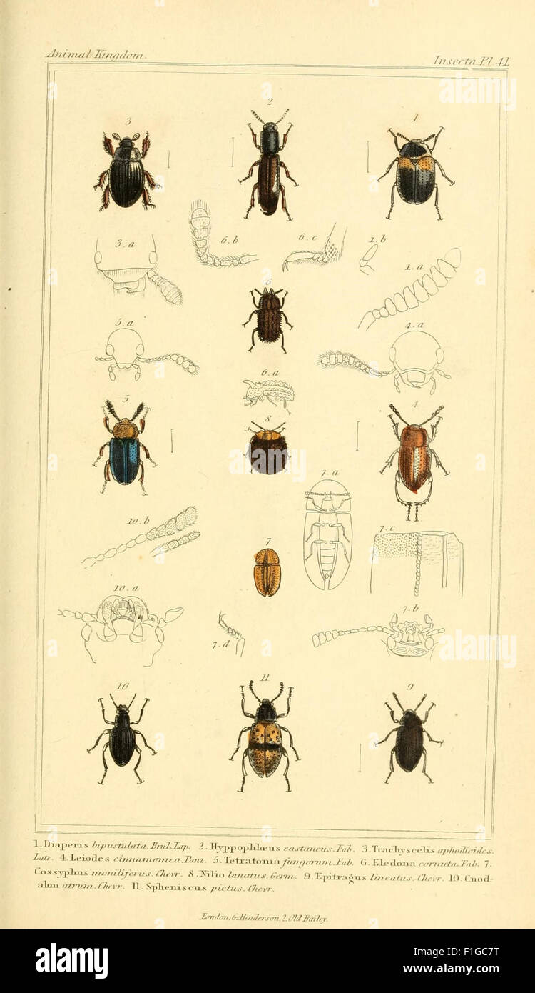 This work organizes the animal kingdom based on classification systems ...