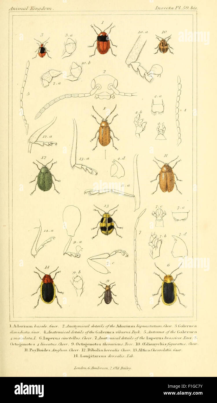This foundational zoological text organizes animal species based on ...