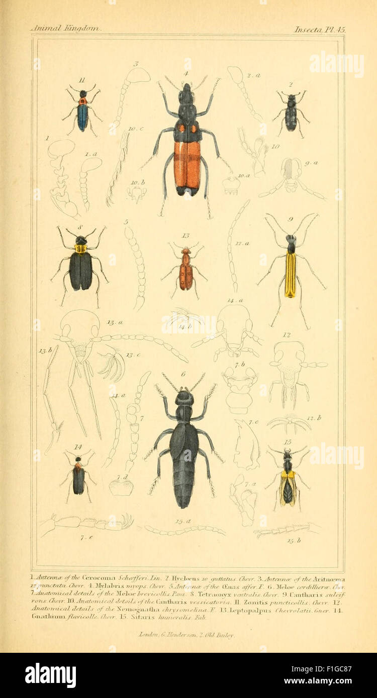 'The Animal Kingdom' offers a systematic classification of animals ...