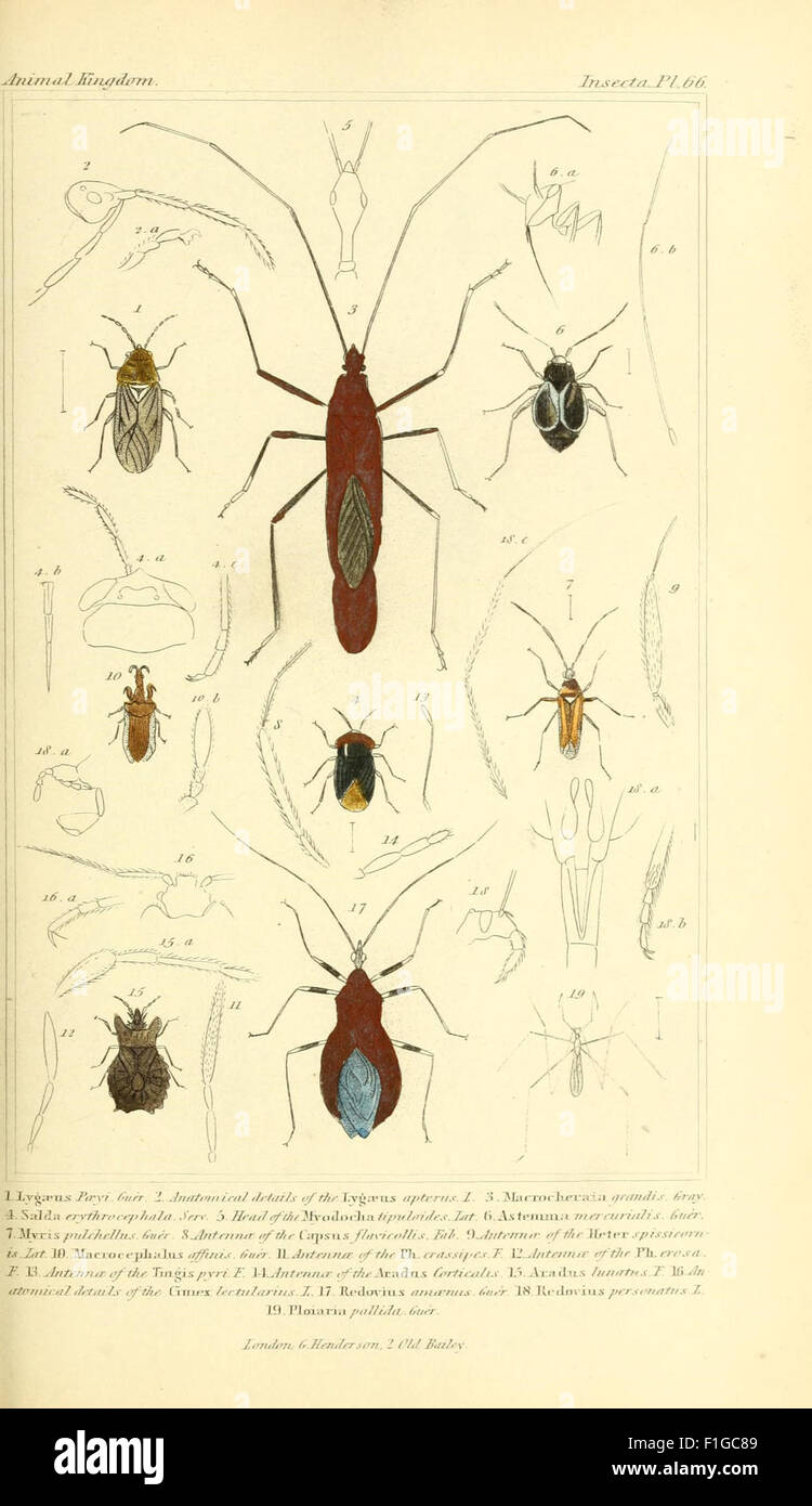 This historical work categorizes animals based on their biological ...