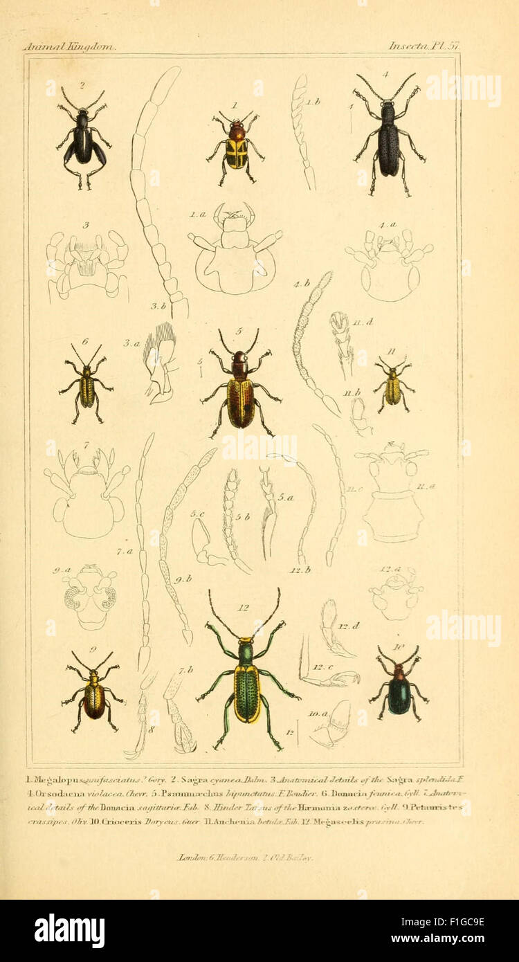 'The Animal Kingdom' organizes animals based on their structure and ...