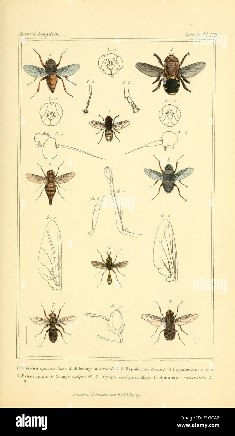 The animal kingdom, arranged according to its organization, serving as ...