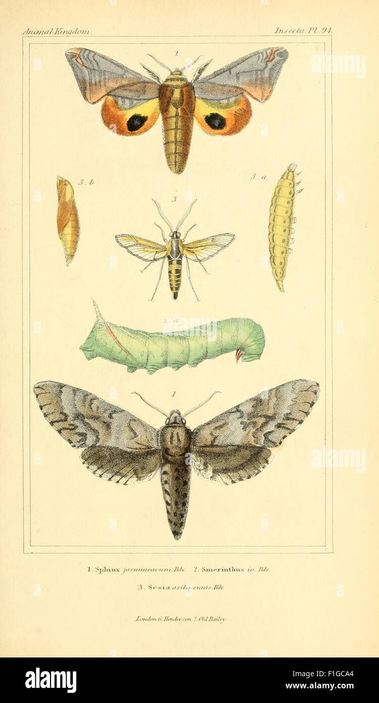 'The Animal Kingdom' is an early zoological work that organizes animals ...