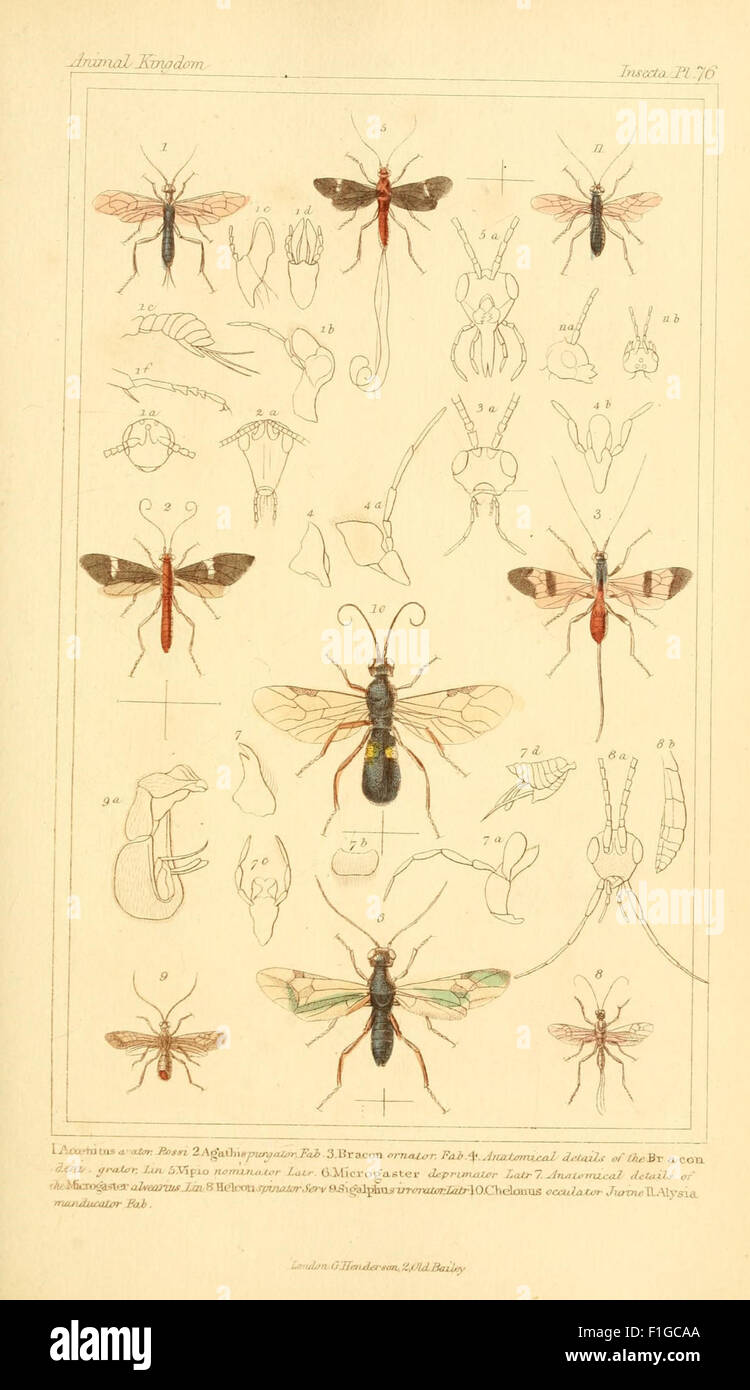This work provides a systematic classification of animals, organizing ...