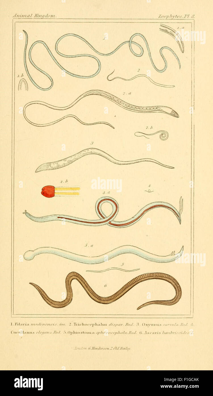 This foundational work on zoological classification offers a systematic ...