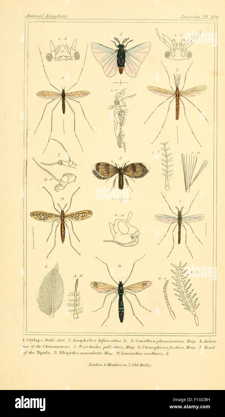 The animal kingdom, arranged according to its organization, serving as ...