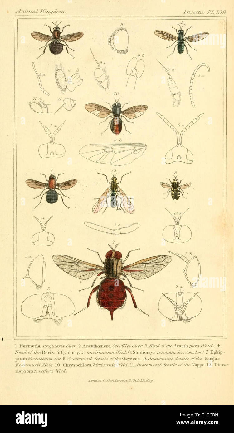 The animal kingdom, arranged according to its organization, serving as ...