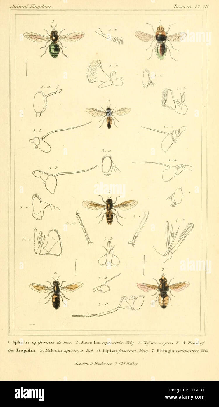 A work detailing the classification and organization of the animal ...
