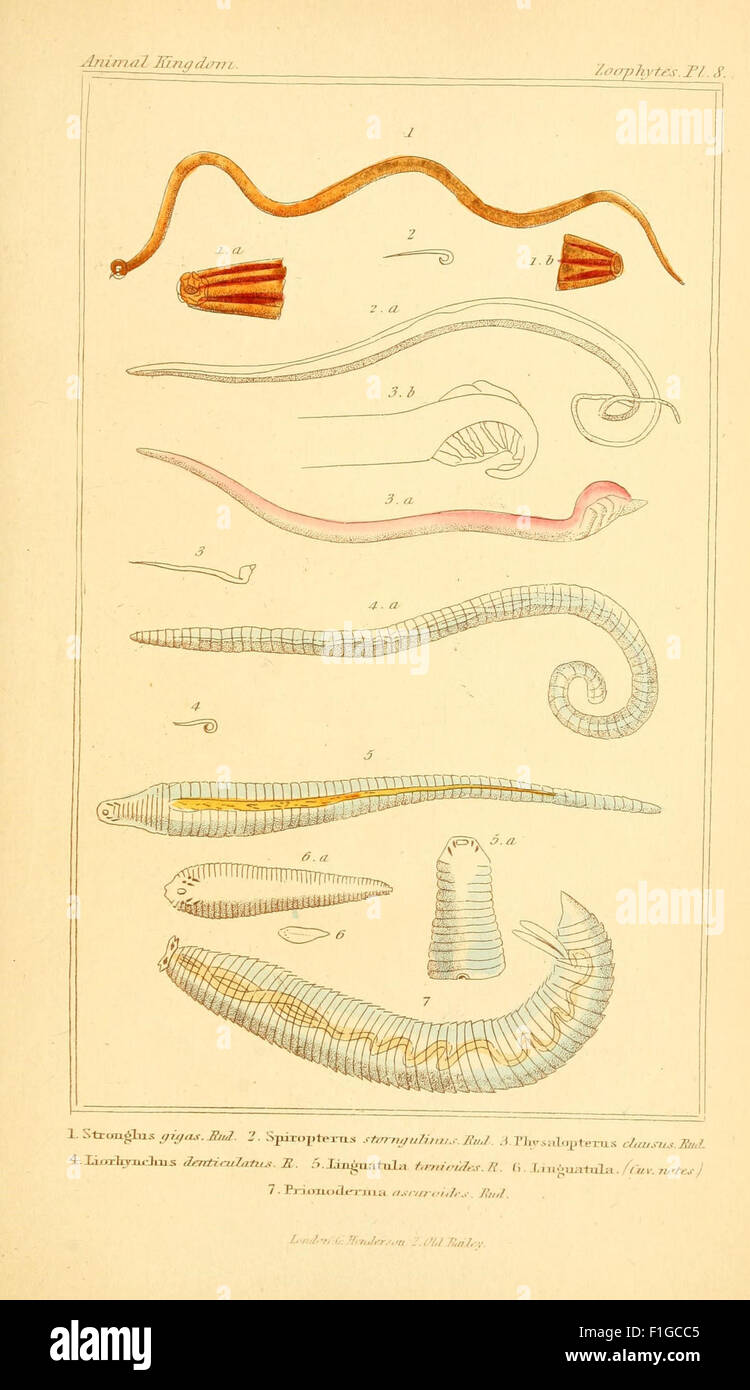 'The Animal Kingdom' is a foundational text in zoology that categorizes ...