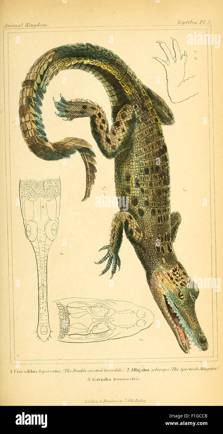 This historical work categorizes animals based on their biological ...