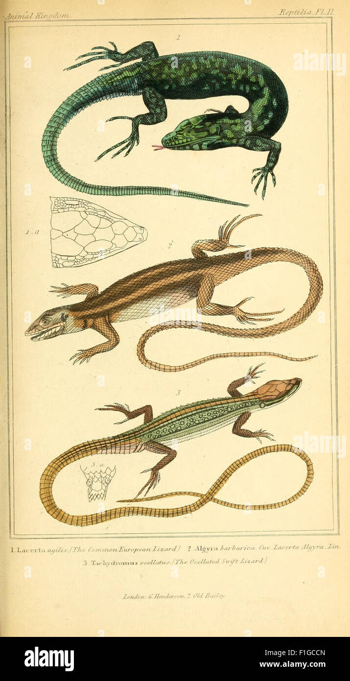 The animal kingdom, arranged according to its organization, serving as ...