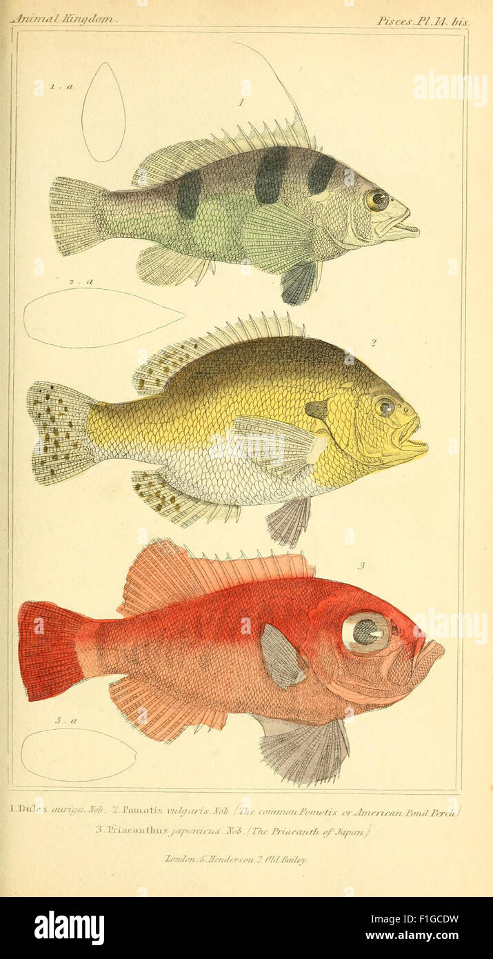 This vintage work organizes animals according to their biological ...