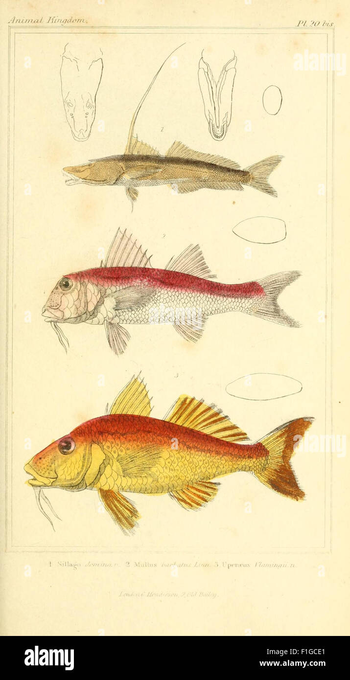 This work categorizes the animal kingdom based on its organization ...