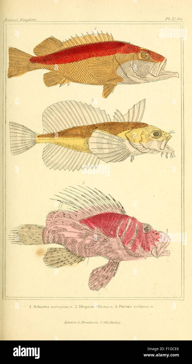 This work provides an organized classification of animals, serving as a ...