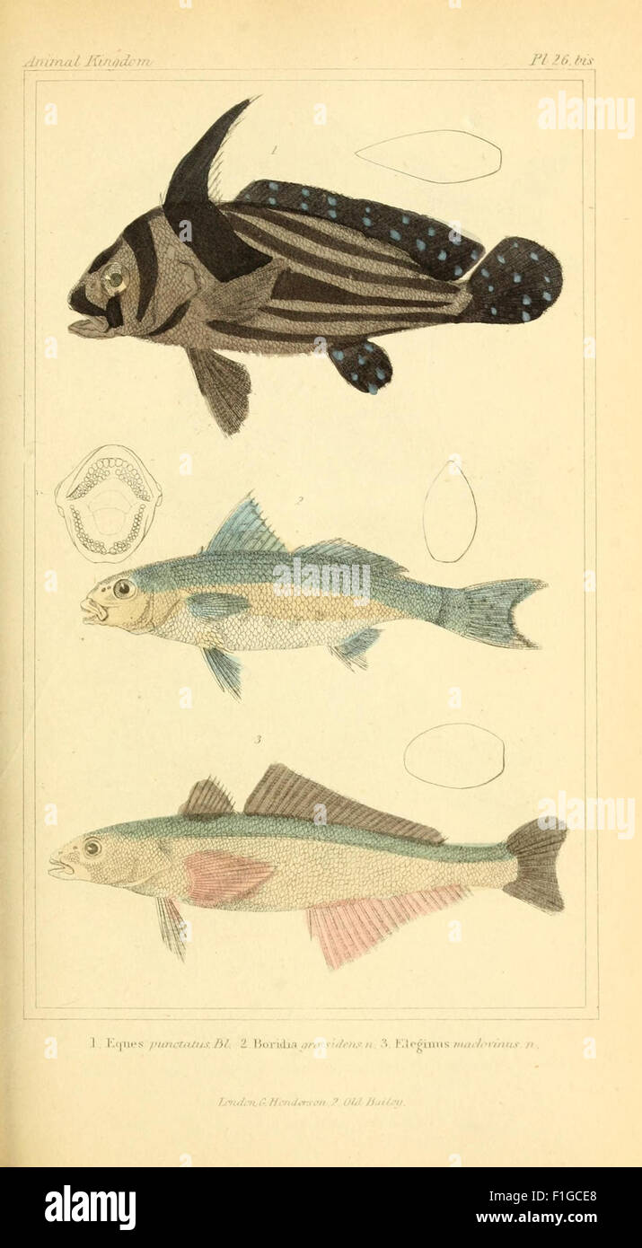 This work organizes and classifies animals based on their organization ...
