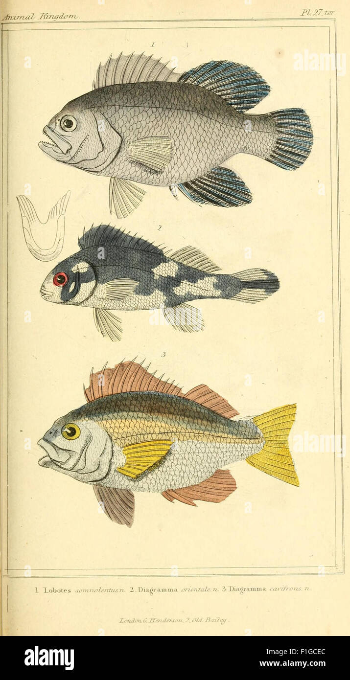 This work arranges animals according to their organizational structure ...