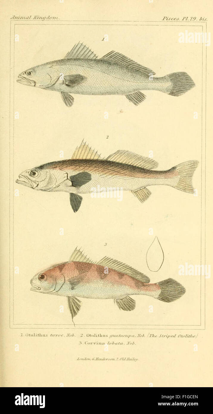 This work on animal classification outlines the organization of species ...