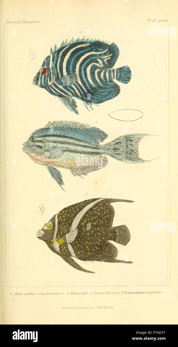 This work presents the classification of animals according to their ...