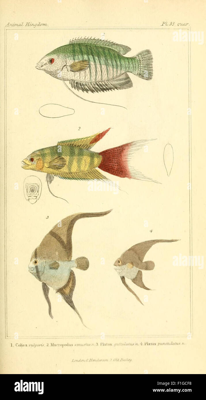 This work presents an organized classification of the animal kingdom ...