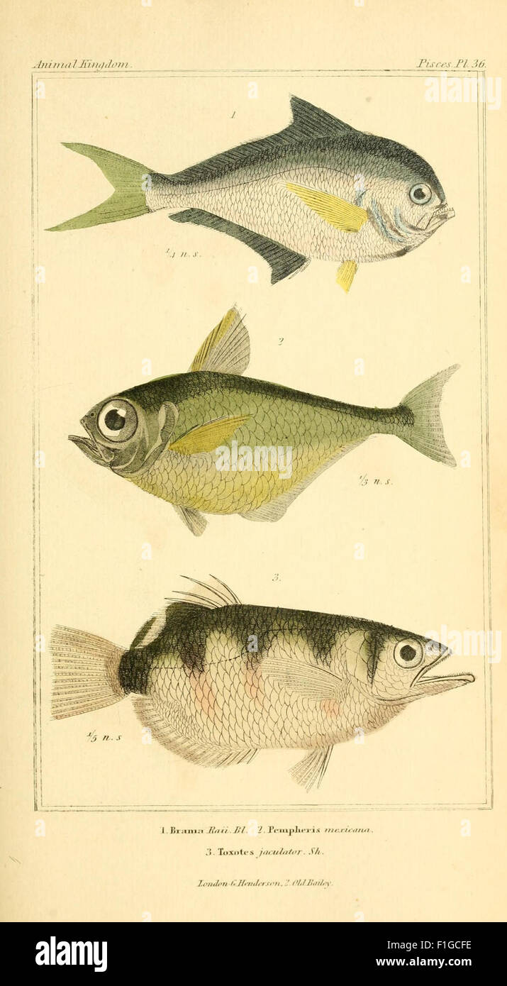 An illustration from a historic work on animal classification, offering ...