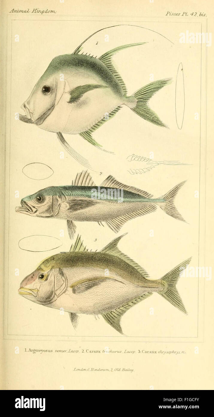 This historic work provides an organized classification of animals ...