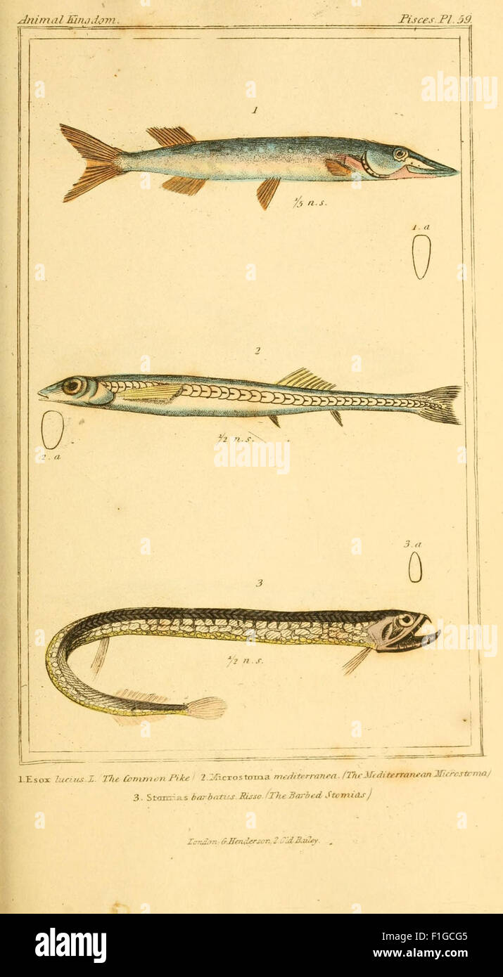 A foundational zoological work organizing the animal kingdom according ...