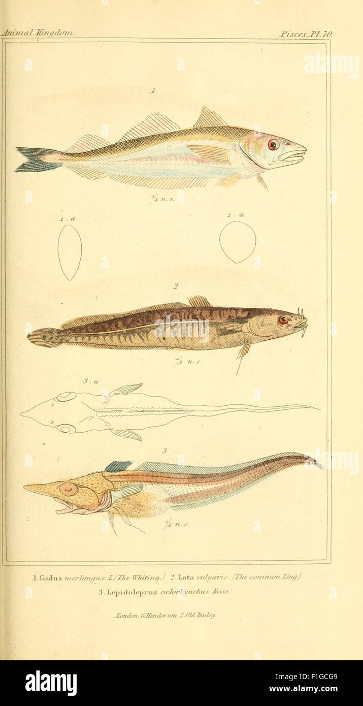 This vintage book offers a classification of the animal kingdom ...