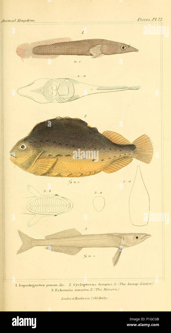 This 18th-century work organizes and classifies animals to serve as a ...