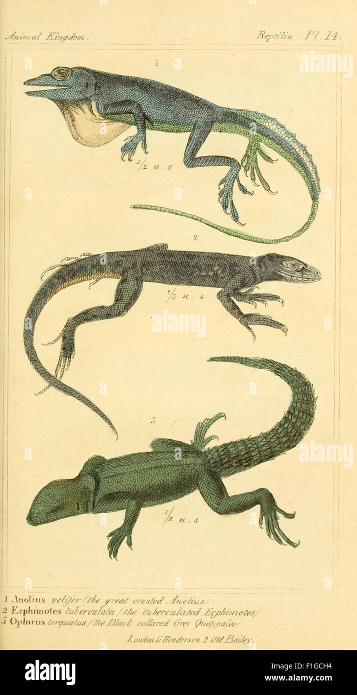This work outlines the classification and organization of animal ...